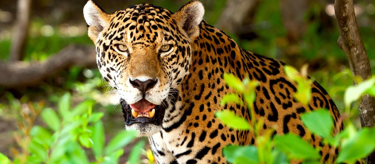 Guatemala | Big Five Tours & Expeditions